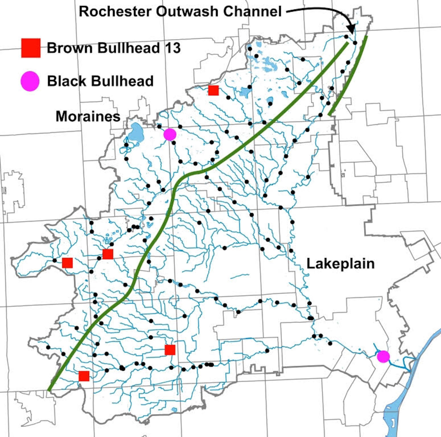 Black bullhead – Friends of the Rouge