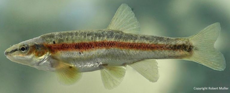 Blacknose Dace – Friends of the Rouge