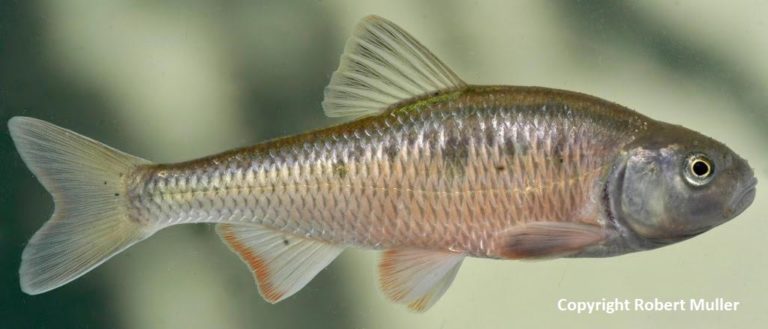 Common Shiner – Friends of the Rouge