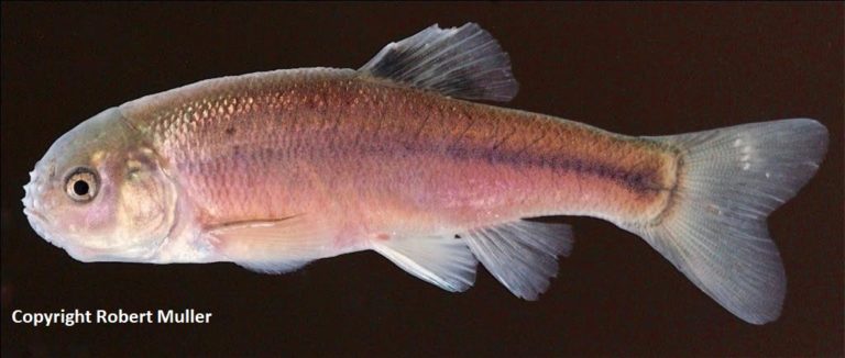 Fathead Minnow – Friends of the Rouge