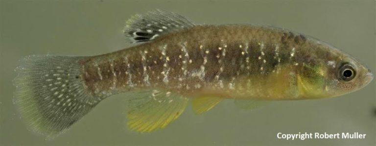 Mummichog – Friends of the Rouge