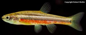 Northern Redbelly Dace – Friends of the Rouge