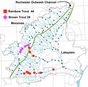 Rainbow Trout – Friends of the Rouge