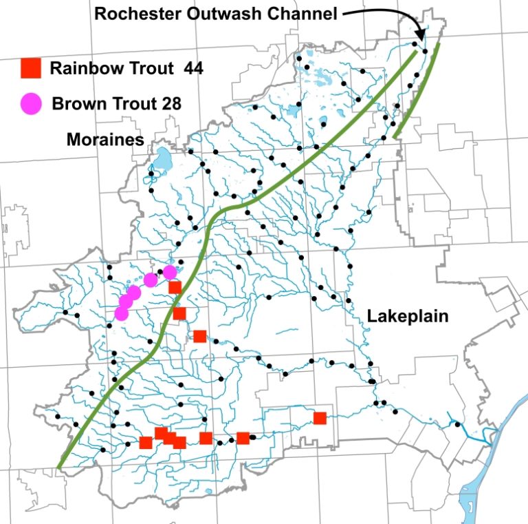 Brown Trout – Friends of the Rouge