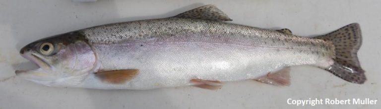Rainbow Trout – Friends of the Rouge