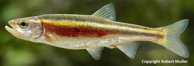 Redside Dace – Friends of the Rouge