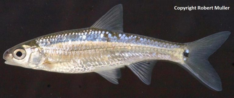 Spottail Shiner – Friends of the Rouge