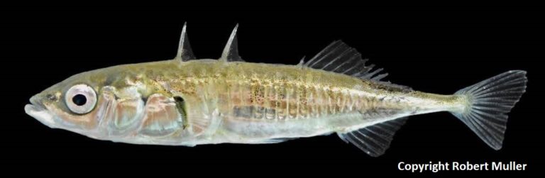 Threespine Stickleback – Friends of the Rouge