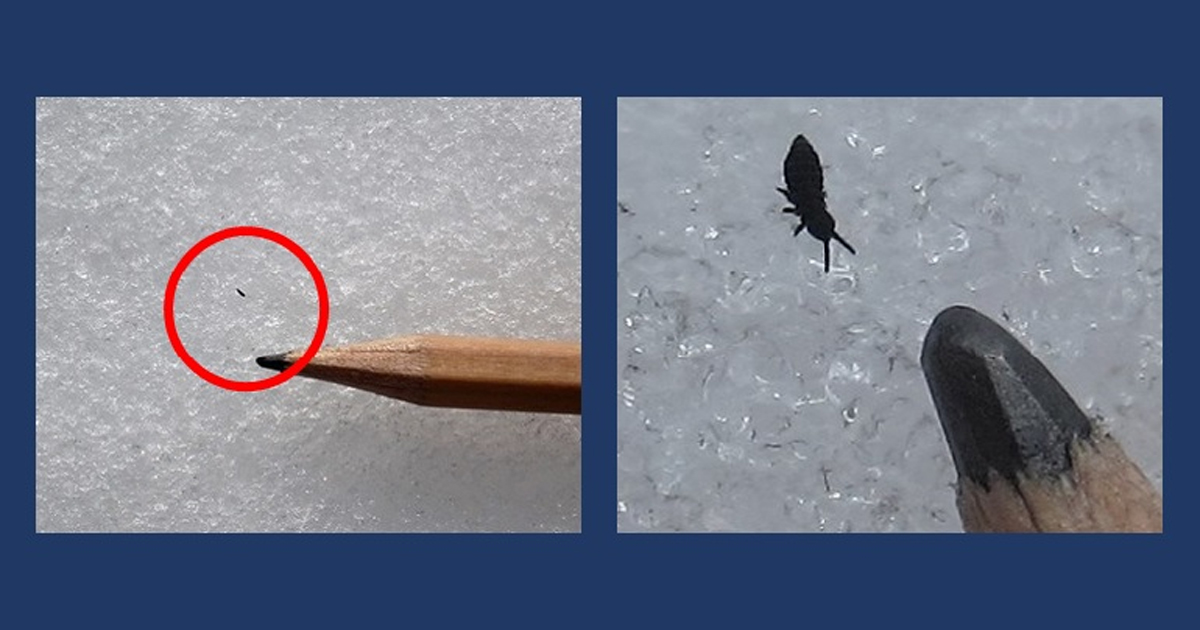 CREATURE FEATURE – Snow Fleas – Friends of the Rouge